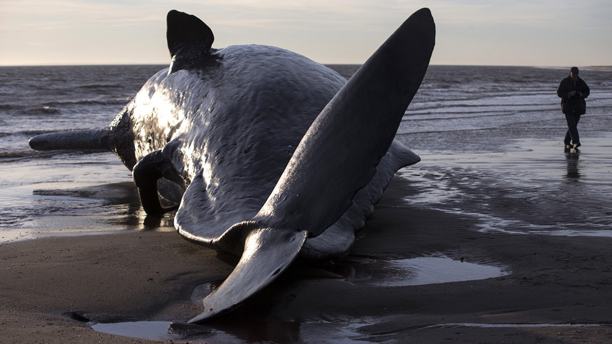 Strandings: Confessions of a whale scavenger by Peter Riley | Book review