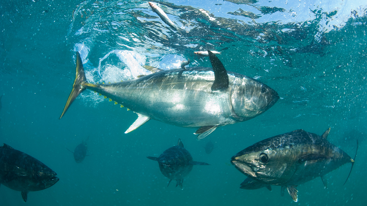 Rewilding the Sea by Charles Clover | Book review | The TLS