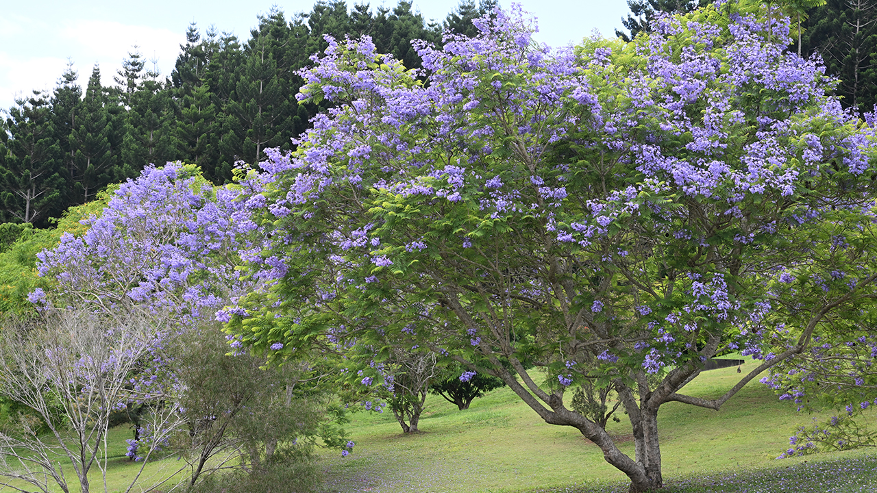 Jacaranda by Gaël Faye | Book review | Nicki Hitchcott | The TLS