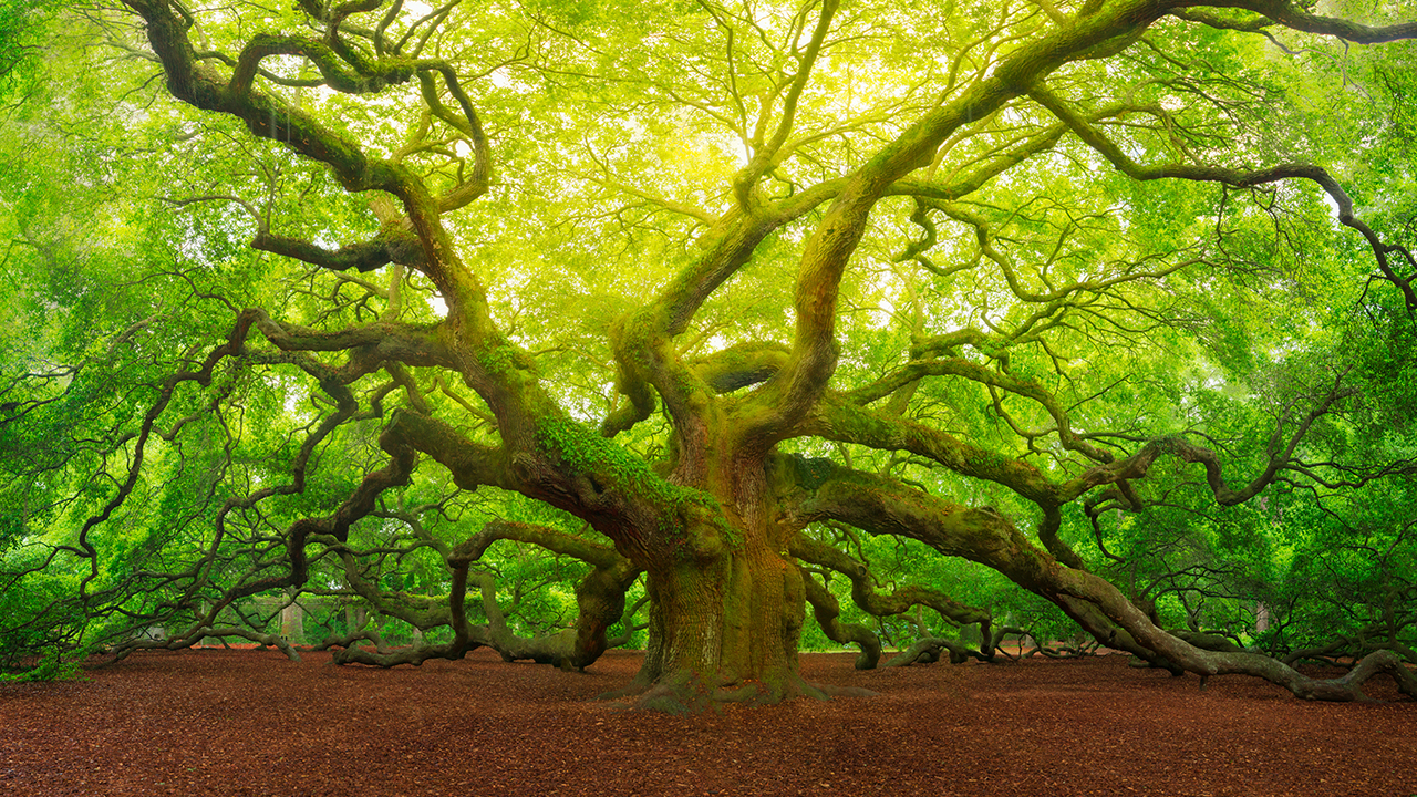 Oak Origins by Andrew L. Hipp | Book review | Harriet Rix