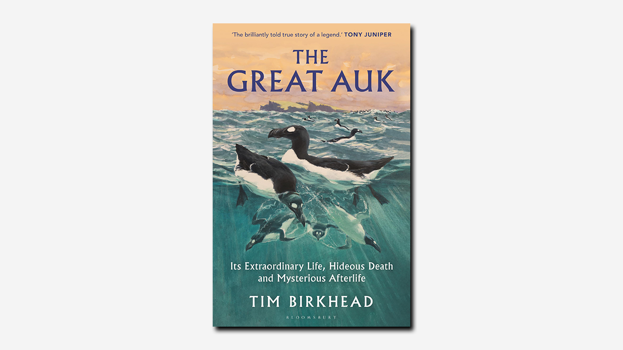 The Great Auk by Tim Birkhead | Book review | The TLS